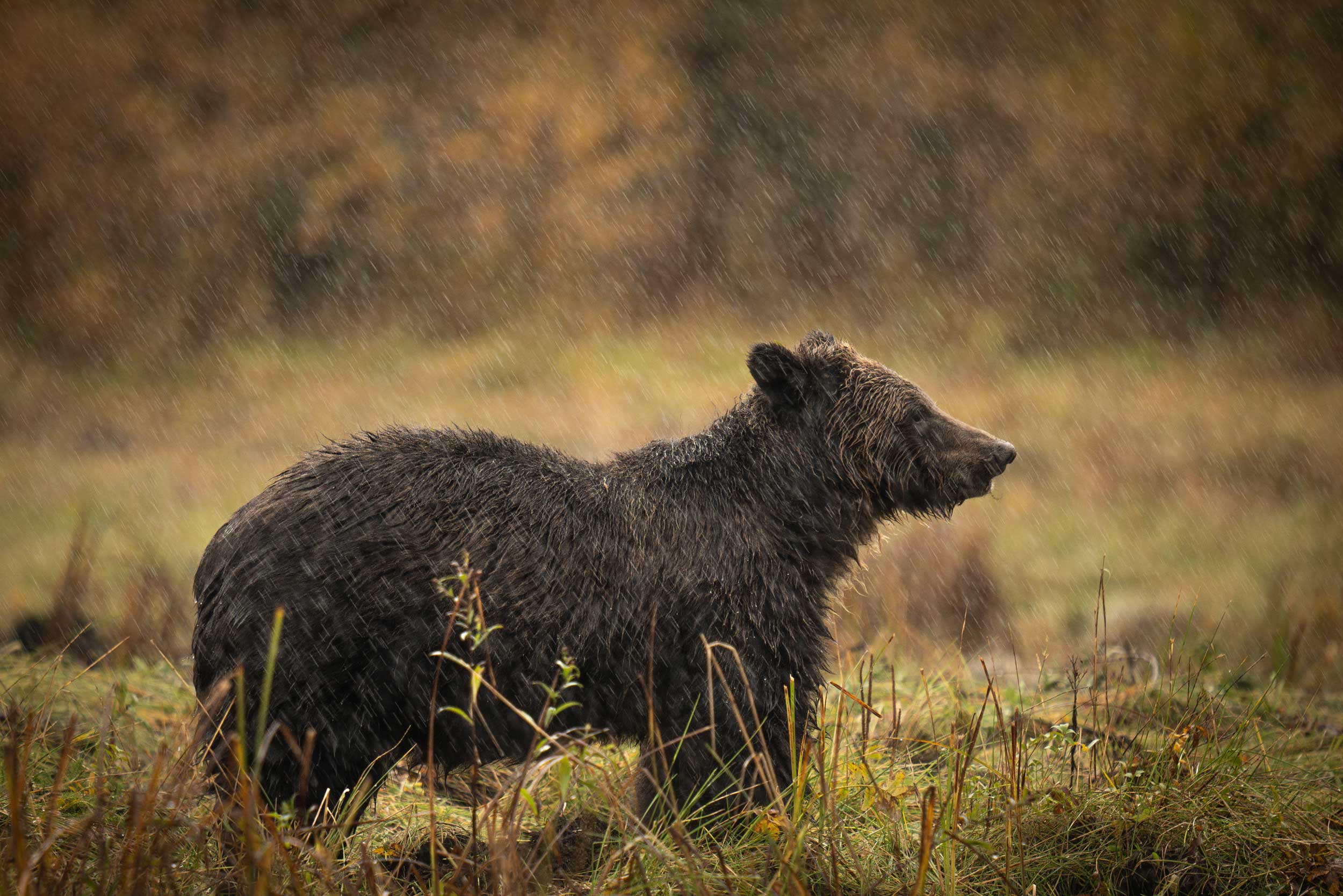 About the Film - The Salmon Forest Project